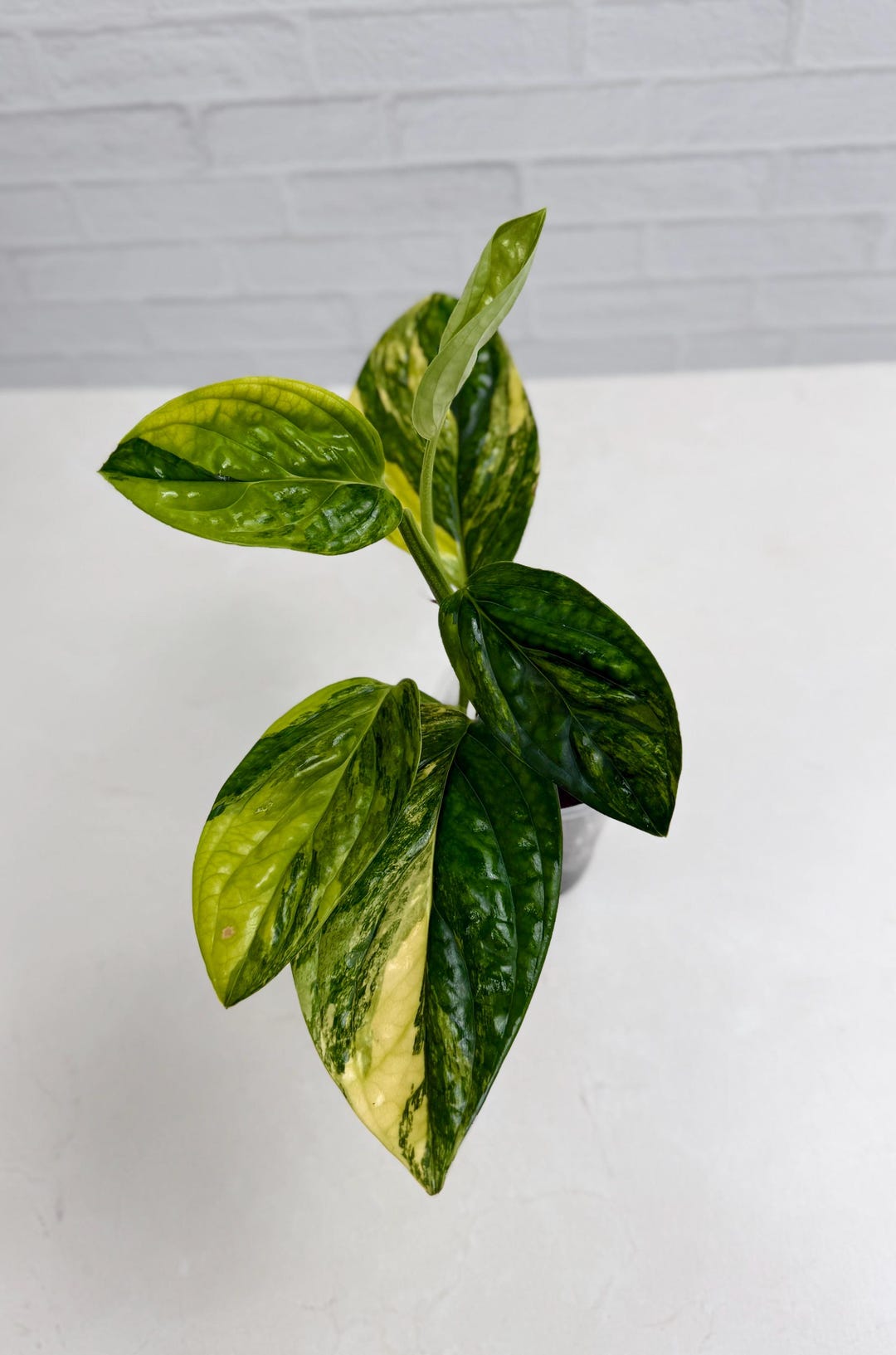 Monstera Peru Variegated | Rare Plant | Live Plant - Etsy