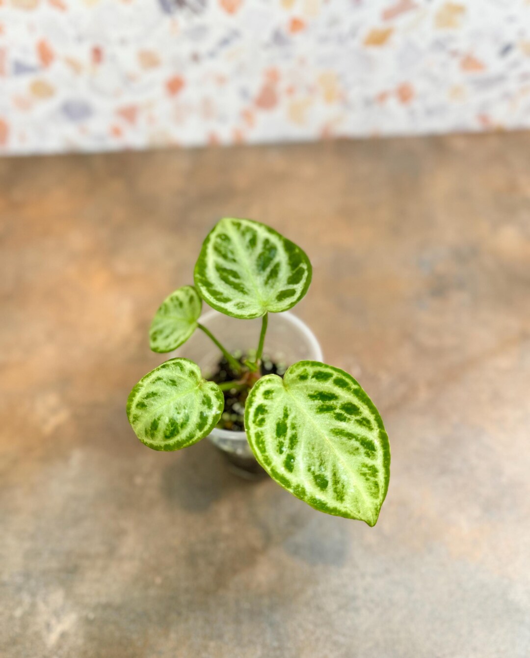 Anthurium Silver Chrome Rare Plant Live Plant - Etsy