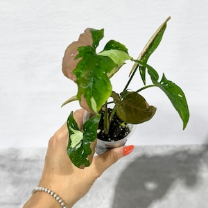 Syngonium Red Spot Tri-color Bushel of Plants Rare Plant Live Plant - Etsy