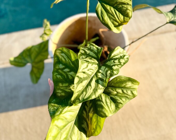 Cercestis Mirabilis Large Rare Plant Live Plant - Etsy