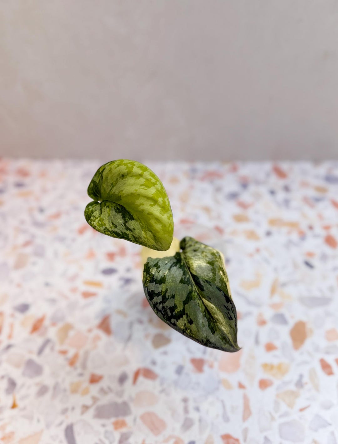 Scindapsus Exotica Aurea Variegata | Rare Plants | Live Plants - Etsy