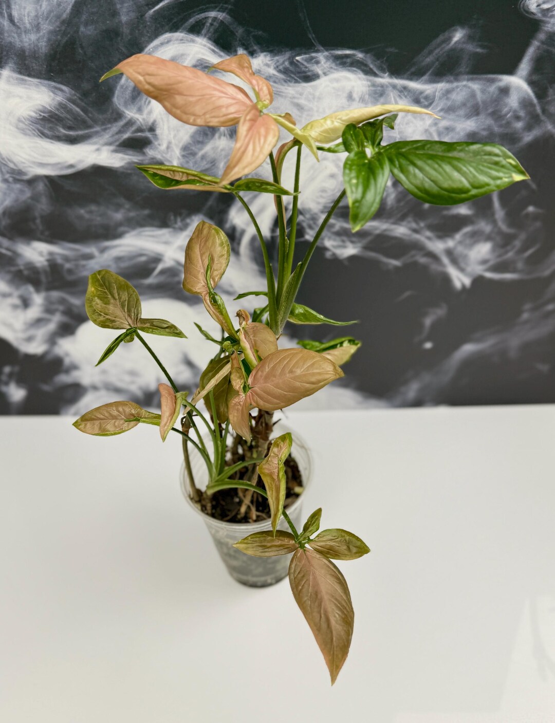 Syngonium Red Spot Tri-color Bushel | Rare Plant | Live Plant - Etsy