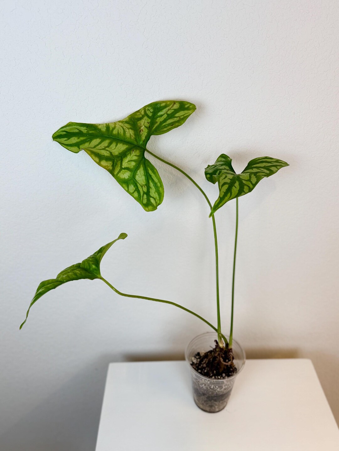 Cercestis Mirabilis | Rare Plant | Live Plant - Etsy
