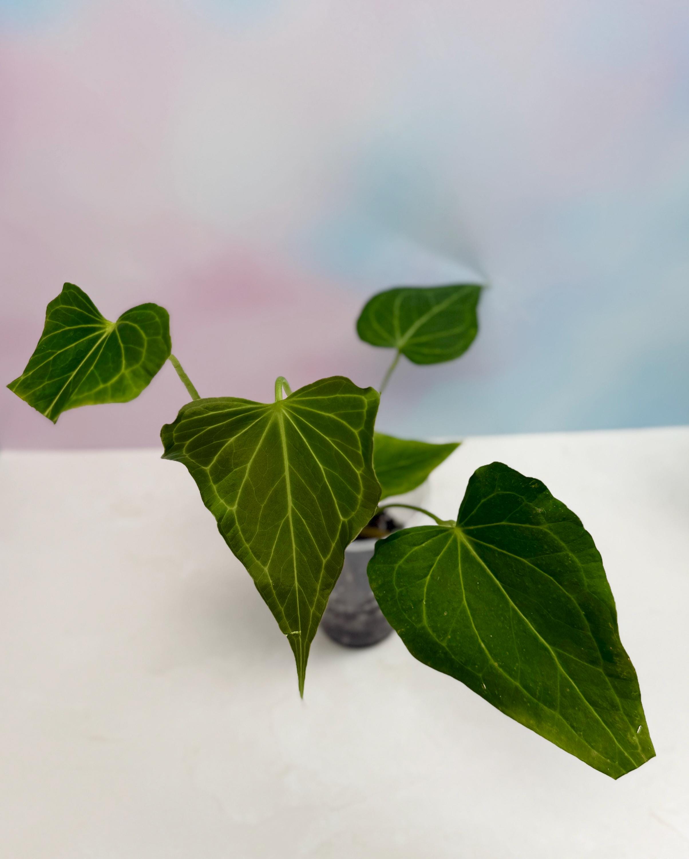 Anthurium Delta Force | Rare Plants | Live Plants - Etsy