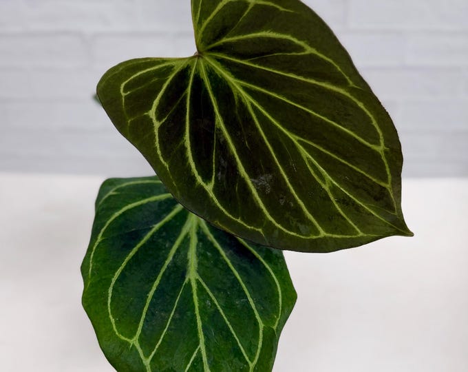Anthurium King of Spades HU “butterfly” | Rare Plant | Live Plant - Etsy