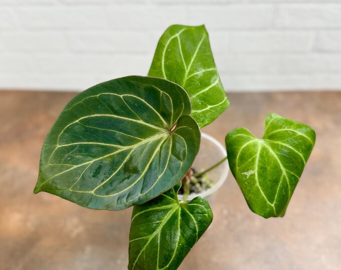 Anthurium HU King of Spades | Rare Plant | Live Plant - Etsy