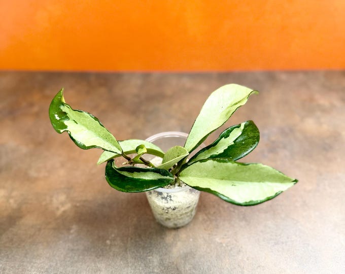 Hoya Silver Moon | Rare Plant | Live Plant - Etsy