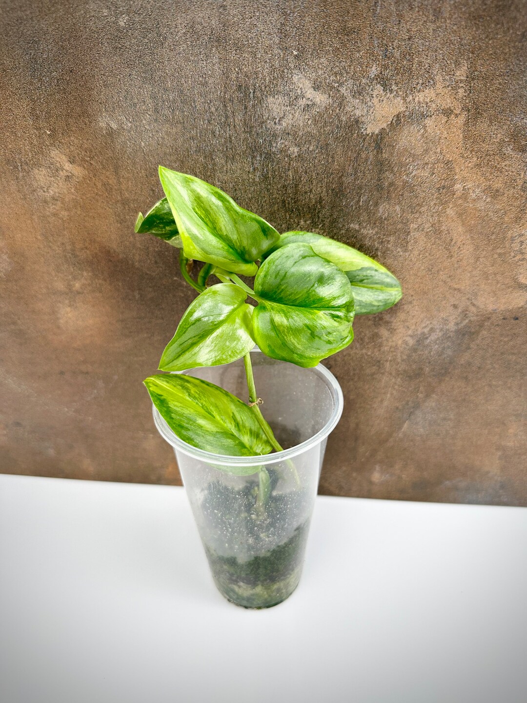 Scindapsus Treubii Mint Variegated- US Seller - Free Shipping - Etsy