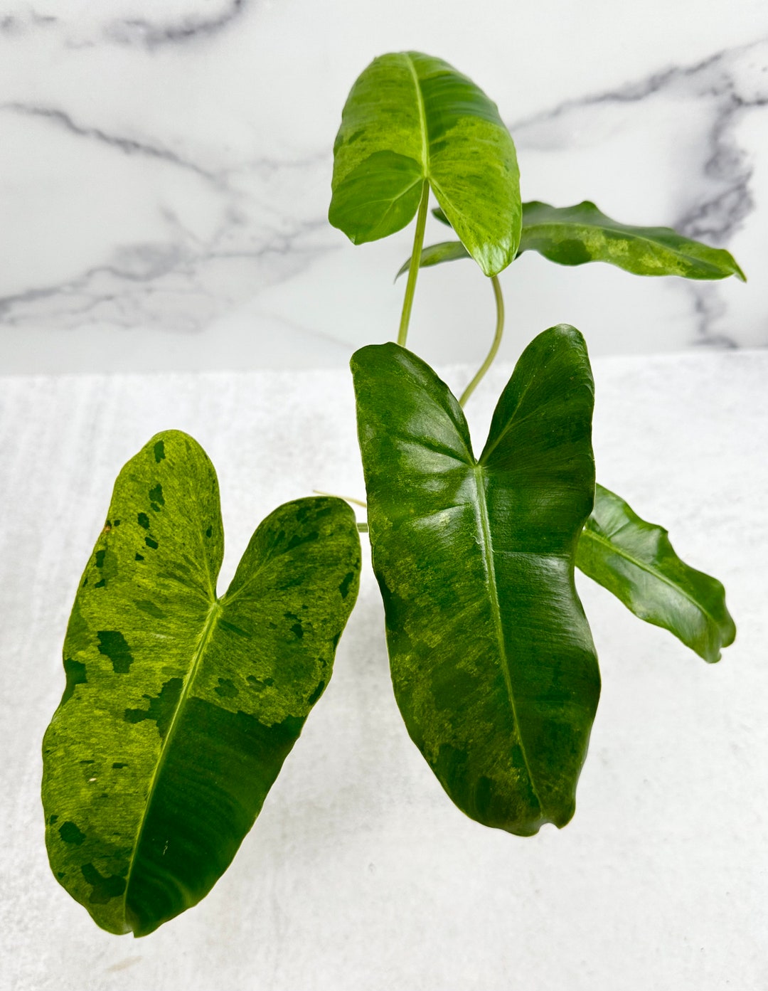 Philodendron Burle Marx Mint X Paraiso Verde Rare NEW - Etsy