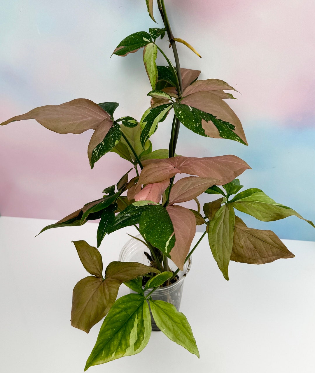 Syngonium Red Spot Tri-color Bushel of Plants Rare Plant Live Plant - Etsy