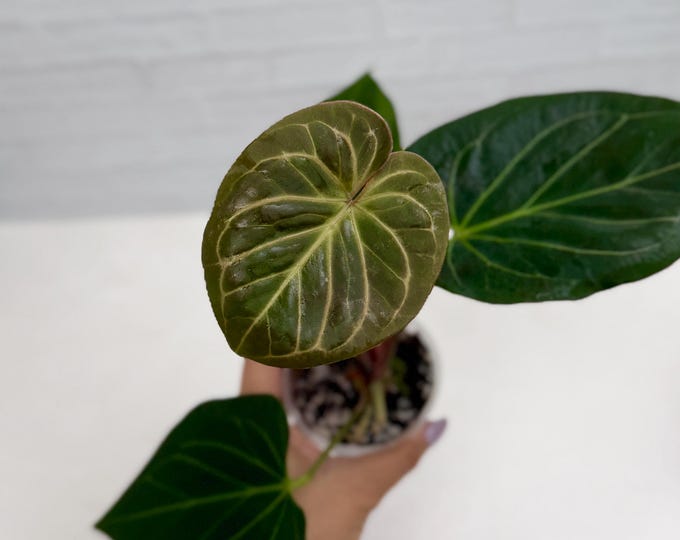 Anthurium HU King of Spades | Rare Plant | Live Plant - Etsy