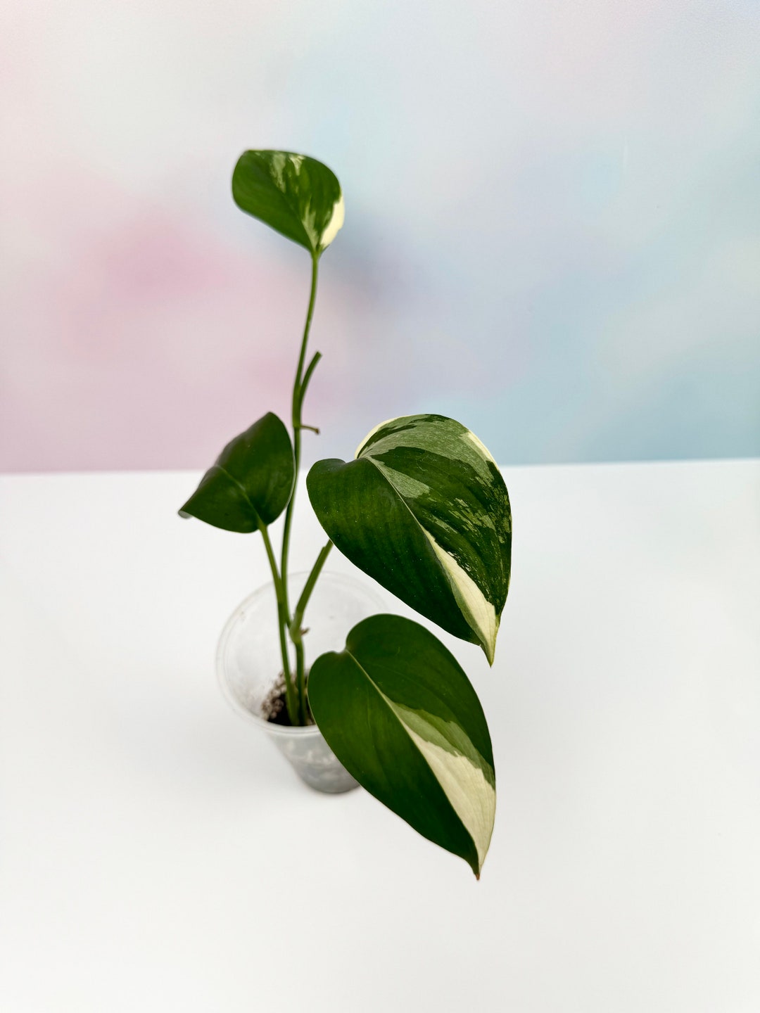 Scindapsus Blue Albo - Free Shipping! - Etsy