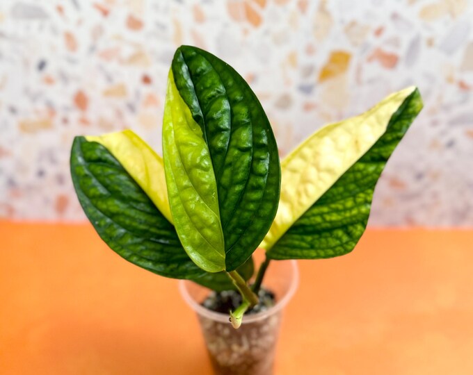 Monstera Peru Variegated | Rare Plant | Live Plant - Etsy