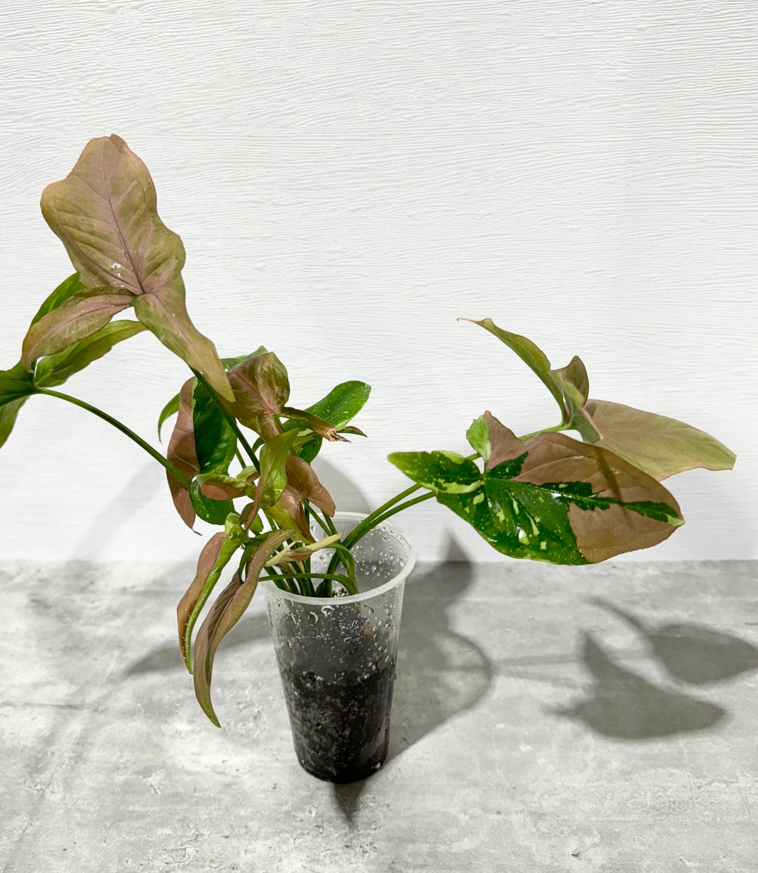 Syngonium Red Spot Tri-color Bushel of Plants Rare Plant Live Plant - Etsy