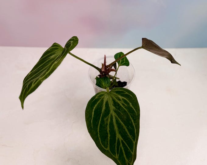 Anthurium King of Spades HU “butterfly” | Rare Plant | Live Plant - Etsy