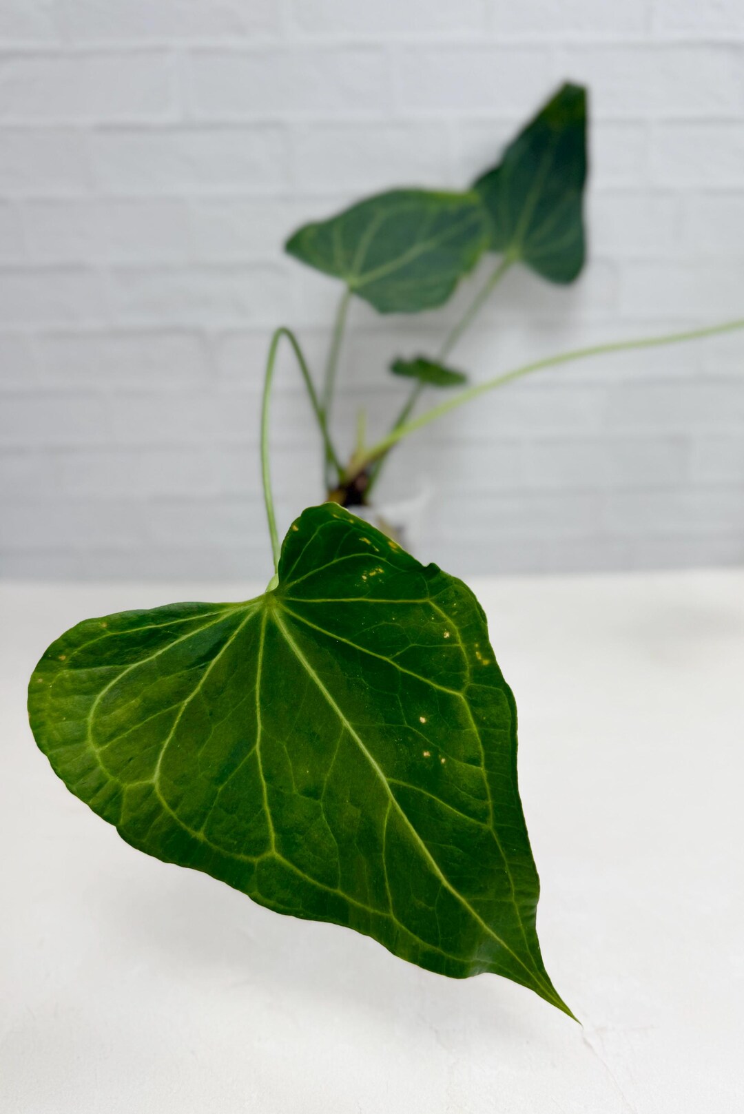 Anthurium Delta Force | Rare Plants | Live Plants - Etsy
