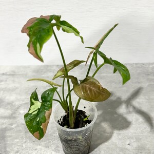Syngonium Red Spot Tri-color Bushel of Plants Rare Plant Live Plant - Etsy