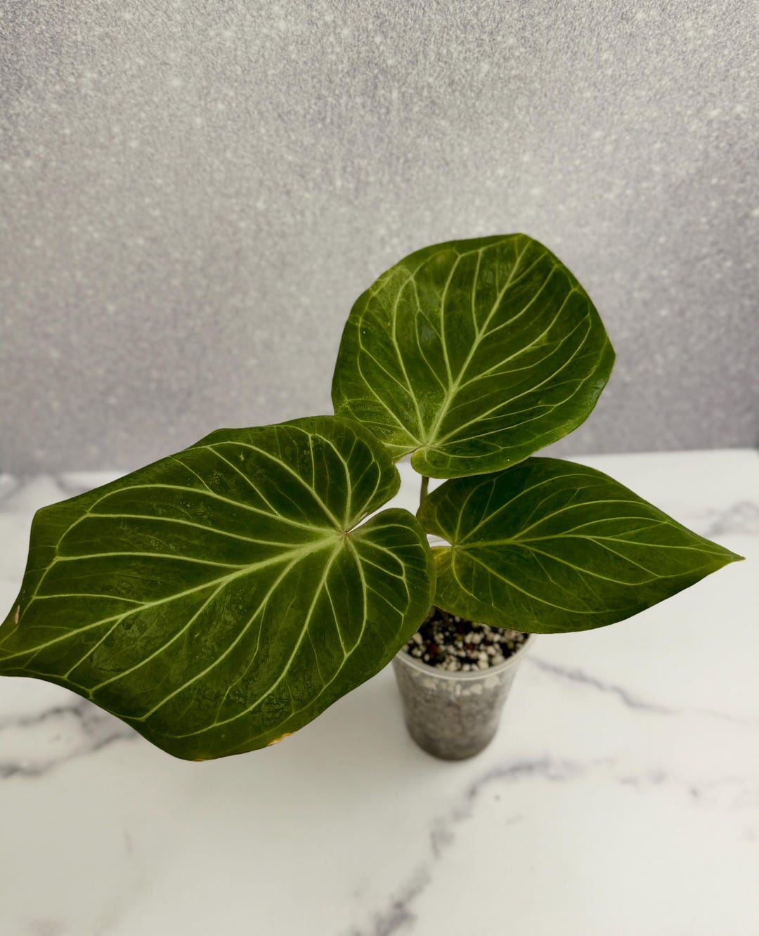 Anthurium King of Spades HU “butterfly” | Rare Plant | Live Plant - Etsy