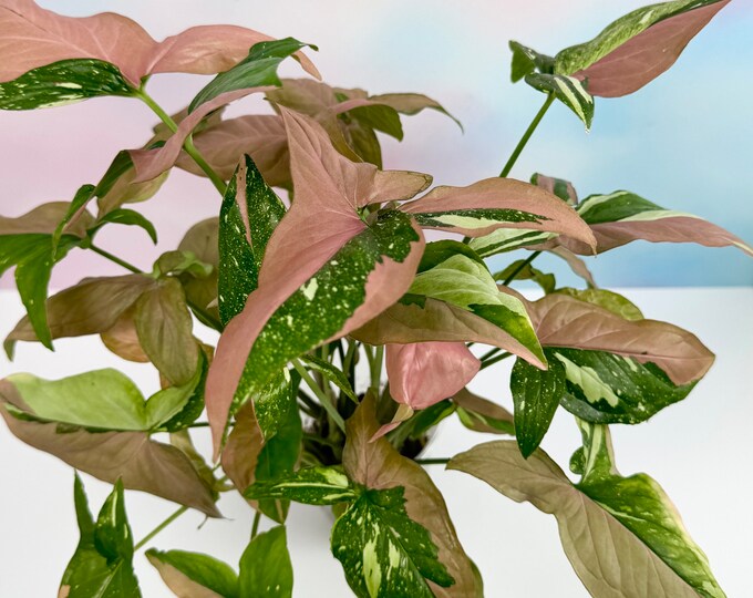 Syngonium Red Spot Tri-color Bushel of Plants | Rare Plant | Live Plant ...