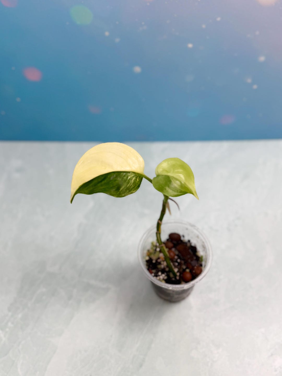 Scindapsus Blue Aurea- Very Rare Plant | Live Plants - Etsy