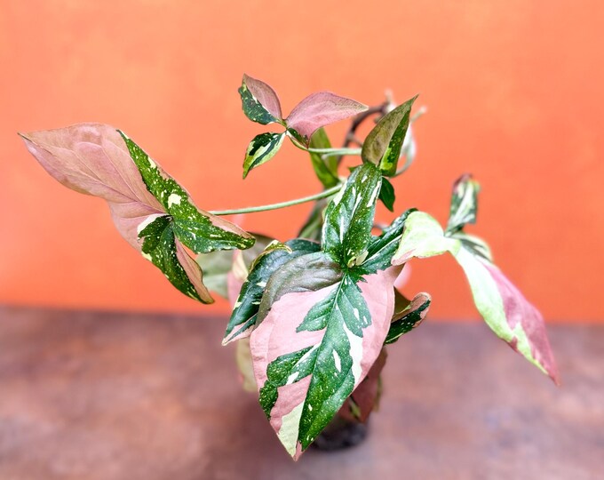 Syngonium Red Spot Tri-color Bushel | Rare Plant | Live Plant - Etsy