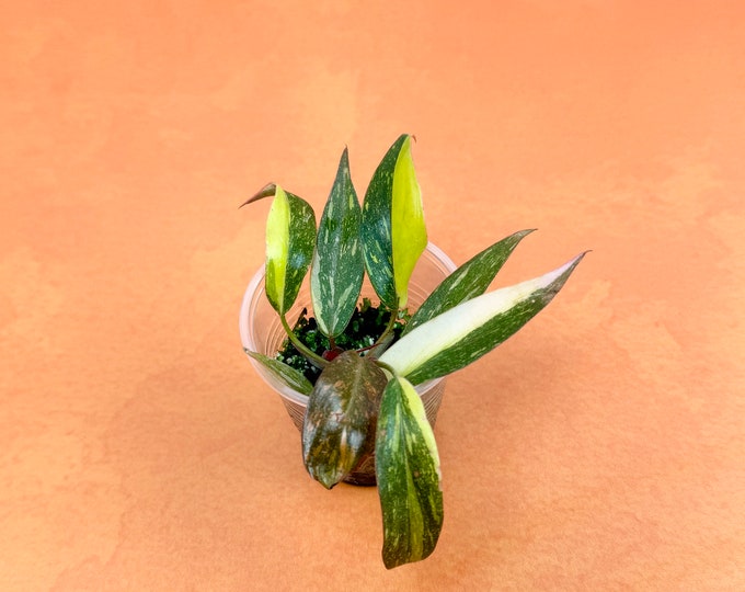 Philodendron Orange Princess | Rare Plant | Live Plant - Etsy