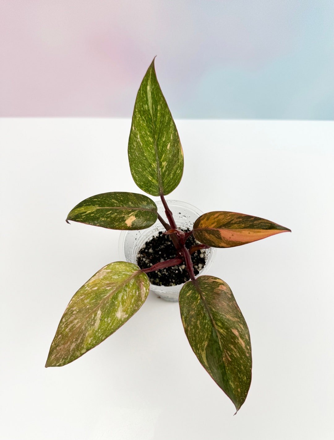 Philodendron Orange Princess Rare Plant Live Plant - Etsy