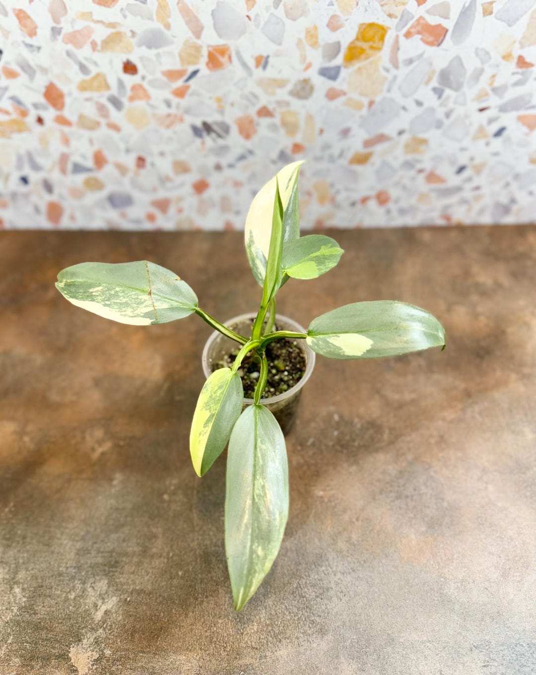 Philodendron Silver Sword Variegated Rare Plant Live Plant - Etsy