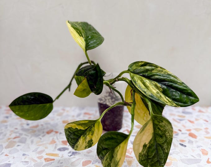 Monstera Peru Variegated | Rare Plant | Live Plant - Etsy