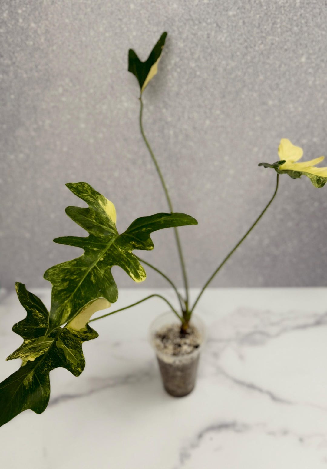 Philodendron Radiatum Variegated/thaumatophyllum Radiatum Variegata ...