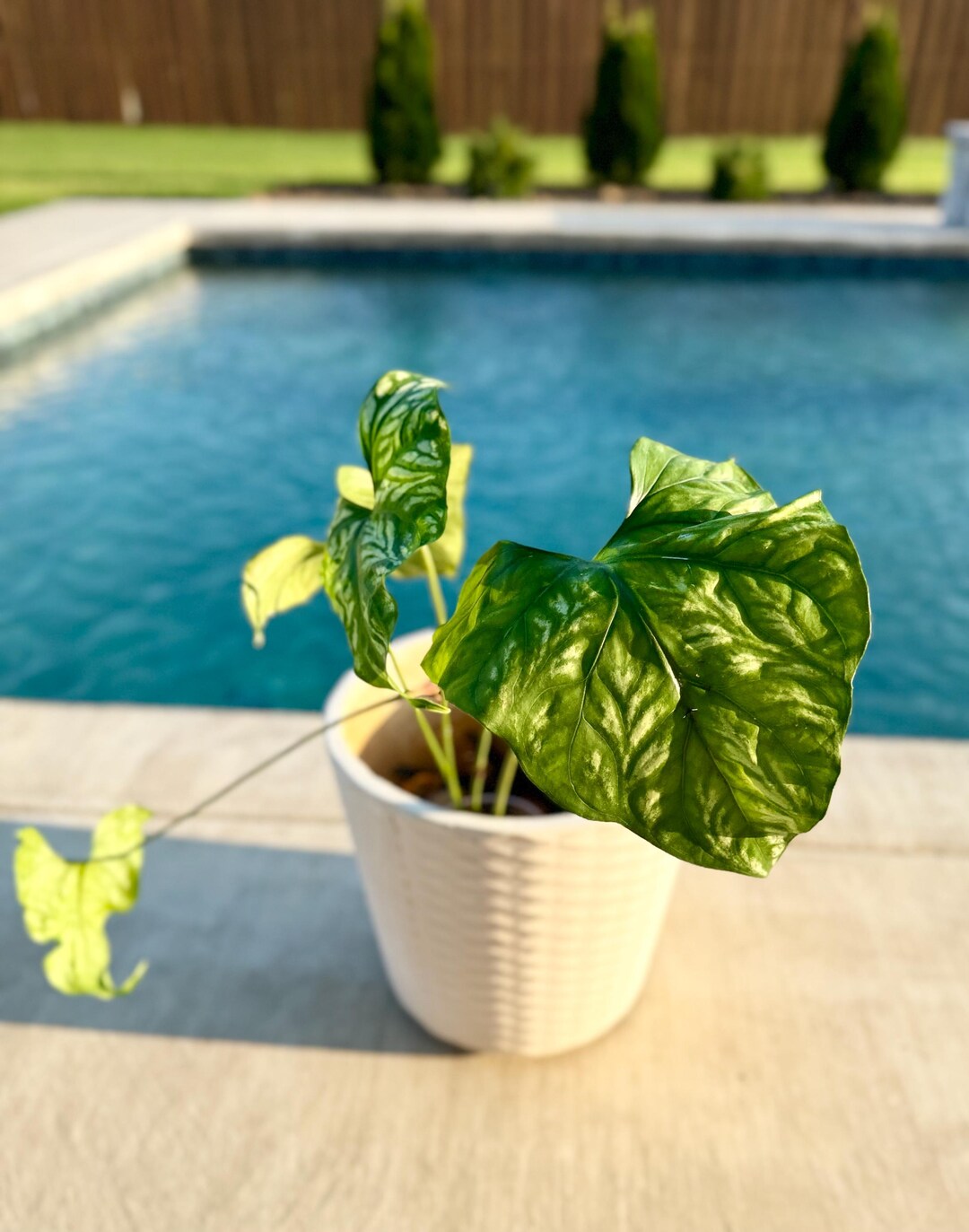 Cercestis Mirabilis Large Rare Plant Live Plant - Etsy