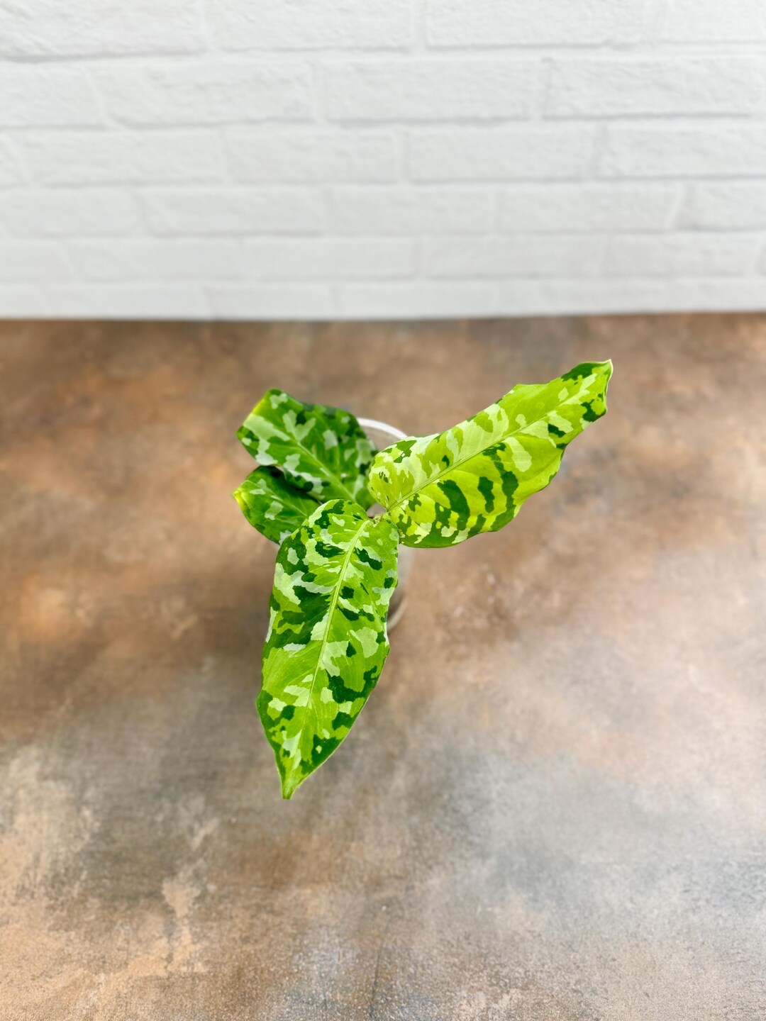 Aglaonema Pictum Tricolor | Rare Plants | Live Plants - Etsy