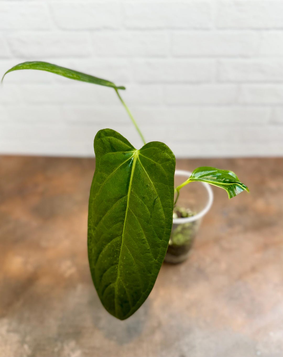 Anthurium HU Dorayaki X Bigfoot Rare Plant Live Plant - Etsy