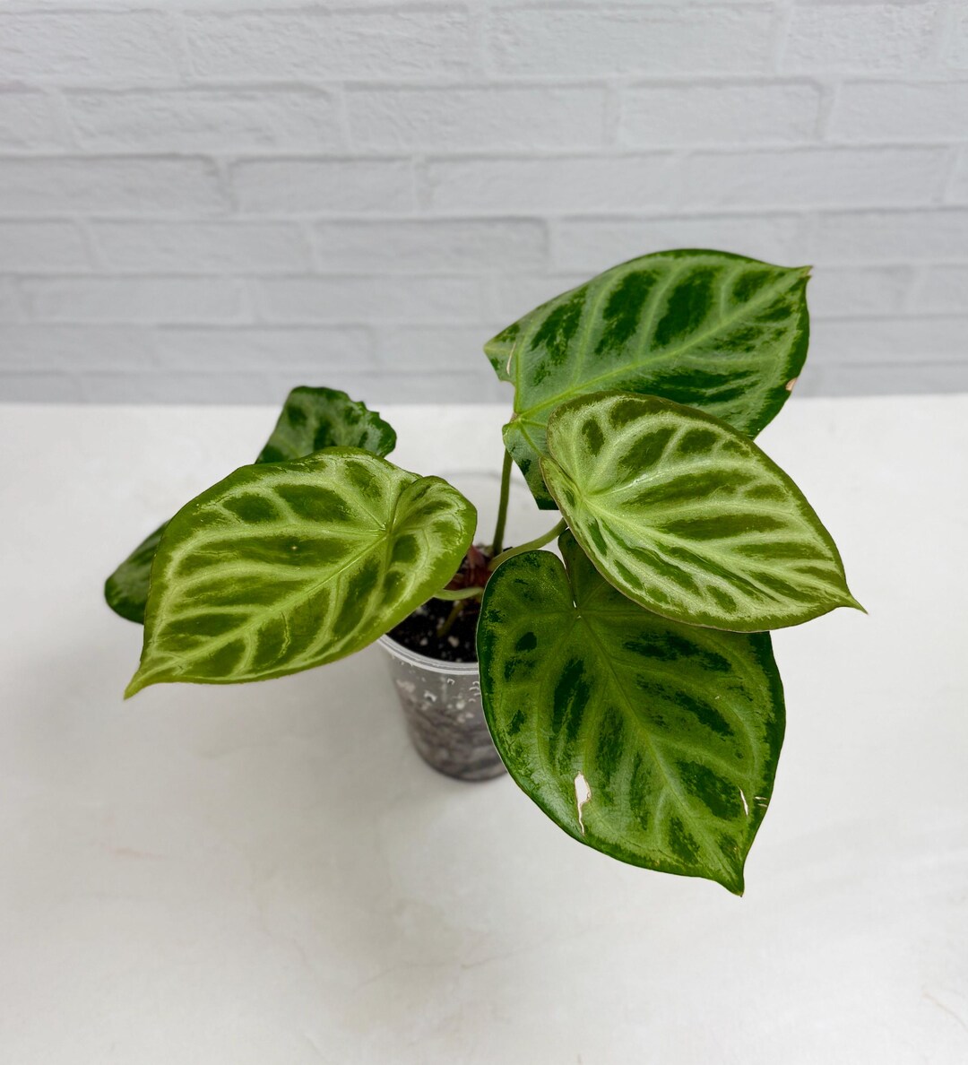 Anthurium Silver Chrome | Rare Plant | Live Plant - Etsy