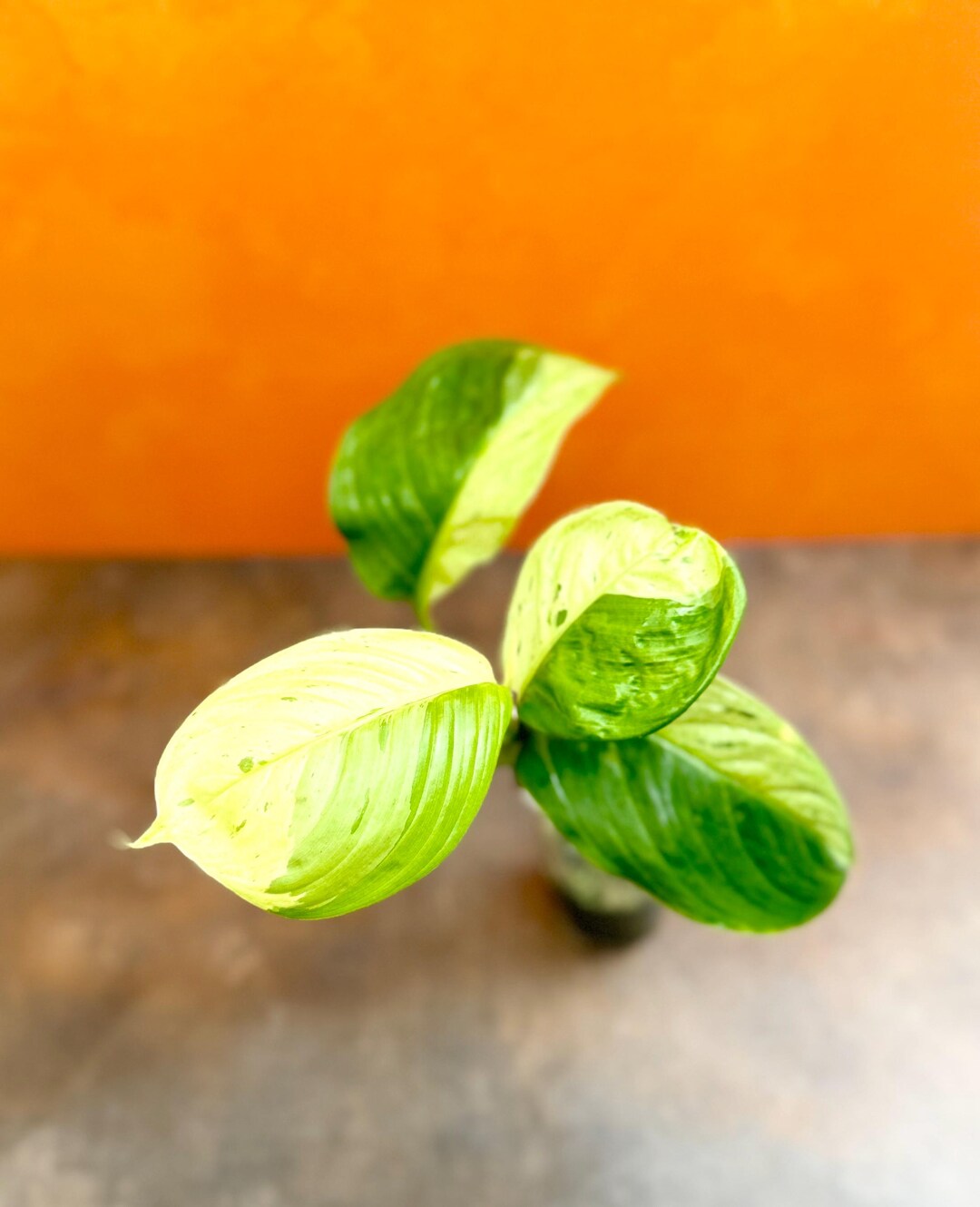 Scindapsus Perakensis Aurea | Rare Plant | Live Plant - Etsy