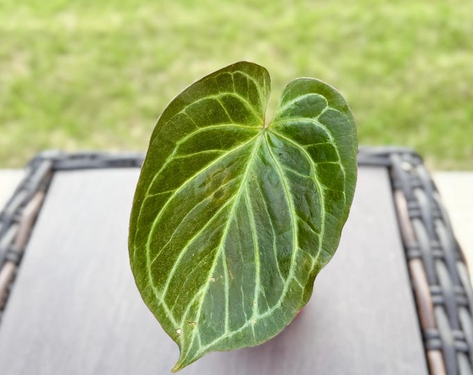 Anthurium HU King of Spades | Rare Plant | Live Plant - Etsy