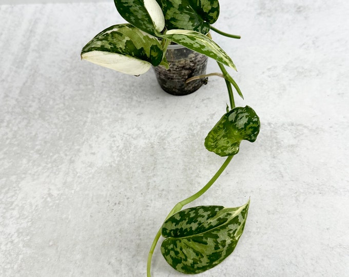 Scindapsus Mayari Variegated - Extremely Rare - US Seller - Free ...