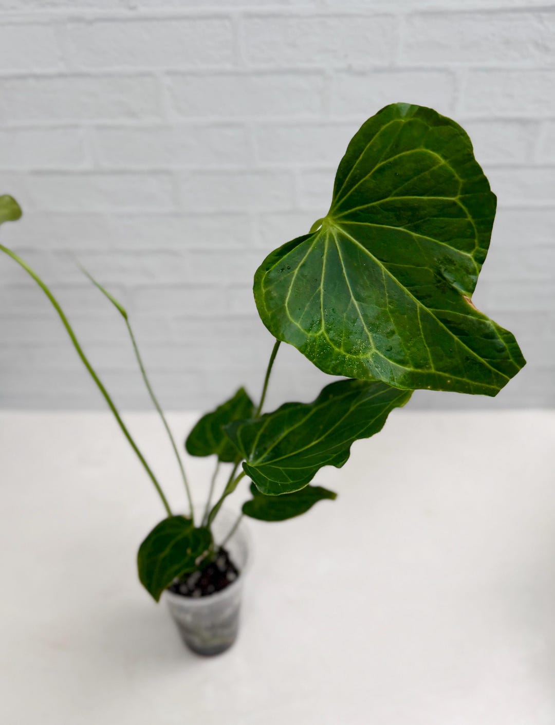 Anthurium Delta Force | Rare Plants | Live Plants - Etsy