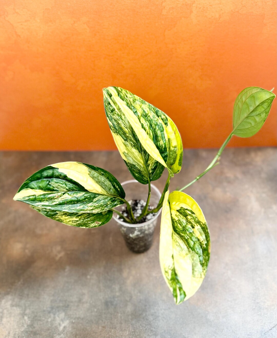 Monstera Peru Variegated | Rare Plant | Live Plant - Etsy