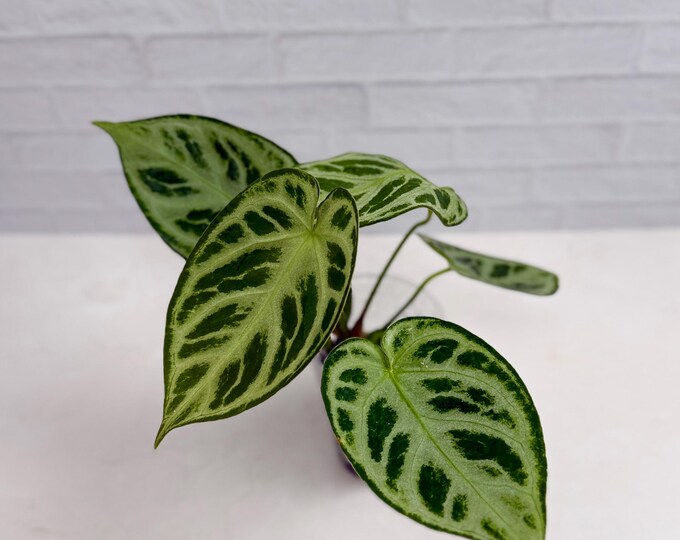 Anthurium Silver Chrome | Rare Plant | Live Plant - Etsy