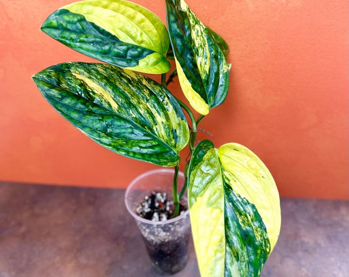 Monstera Peru Variegated | Rare Plant | Live Plant - Etsy