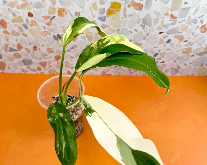Variegated Philodendron Wend-imbe “marble” | Rare Plant | Live Plant - Etsy