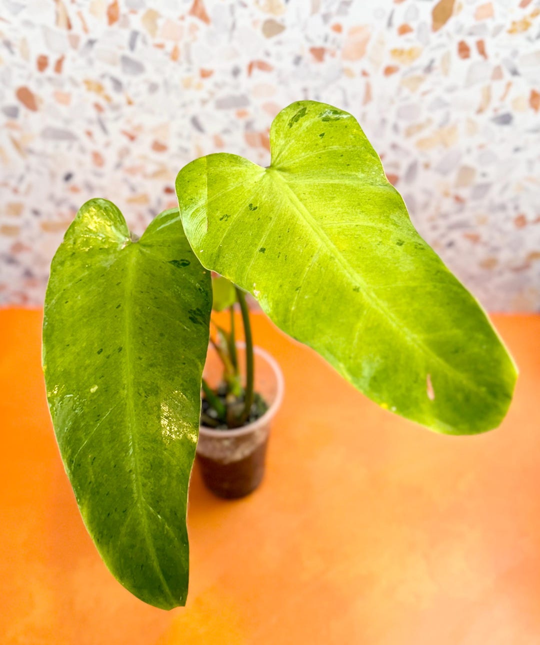 Philodendron Whipple Way Mottled | Rare Plant | Live Plant - Etsy