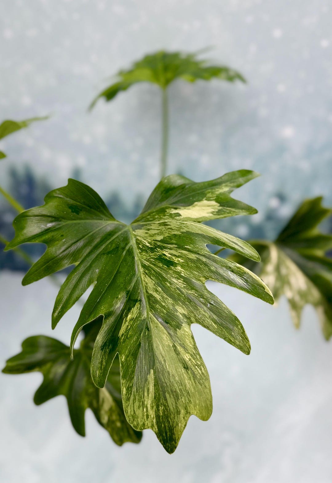 Philodendron Radiatum Variegated/thaumatophyllum Radiatum Variegata ...