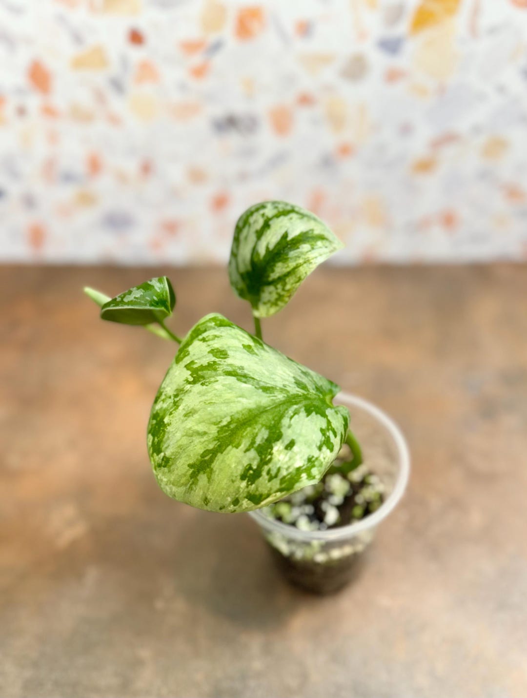 Scindapsus Peasun Aurea Rare Plants Live Plants - Etsy