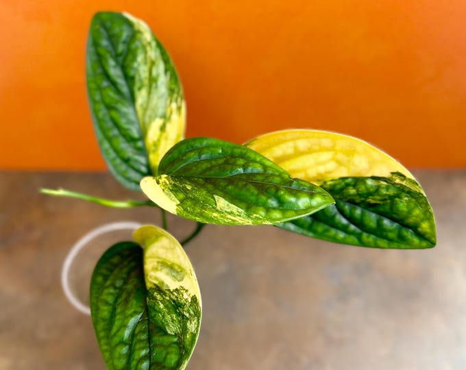 Monstera Peru Variegated | Rare Plant | Live Plant - Etsy