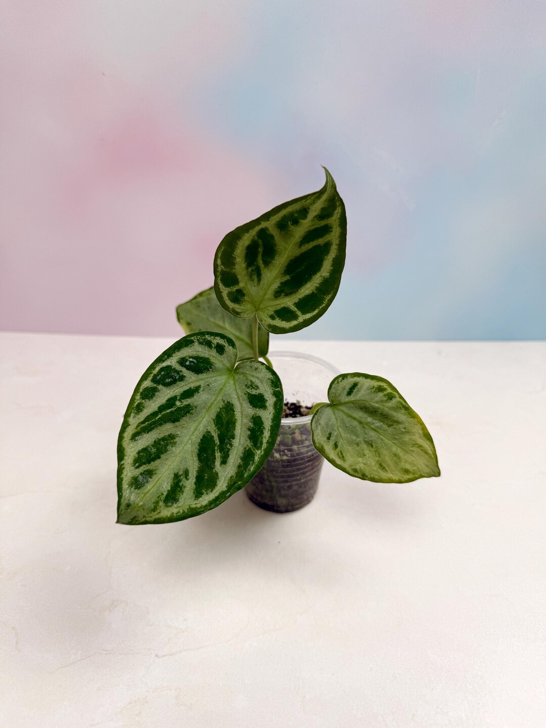 Anthurium Silver Chrome | Rare Plant | Live Plant - Etsy