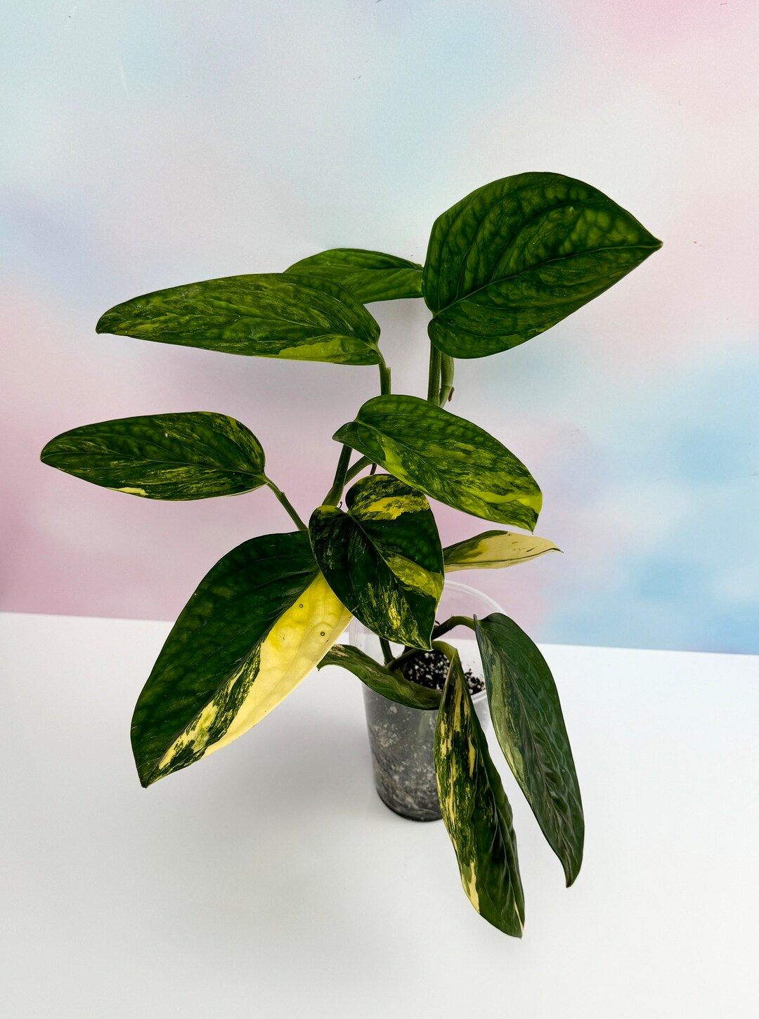 Monstera Peru Variegated Rare Plant Live Plant - Etsy