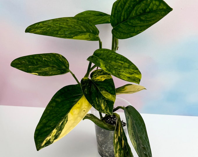 Monstera Peru Variegated | Rare Plant | Live Plant - Etsy
