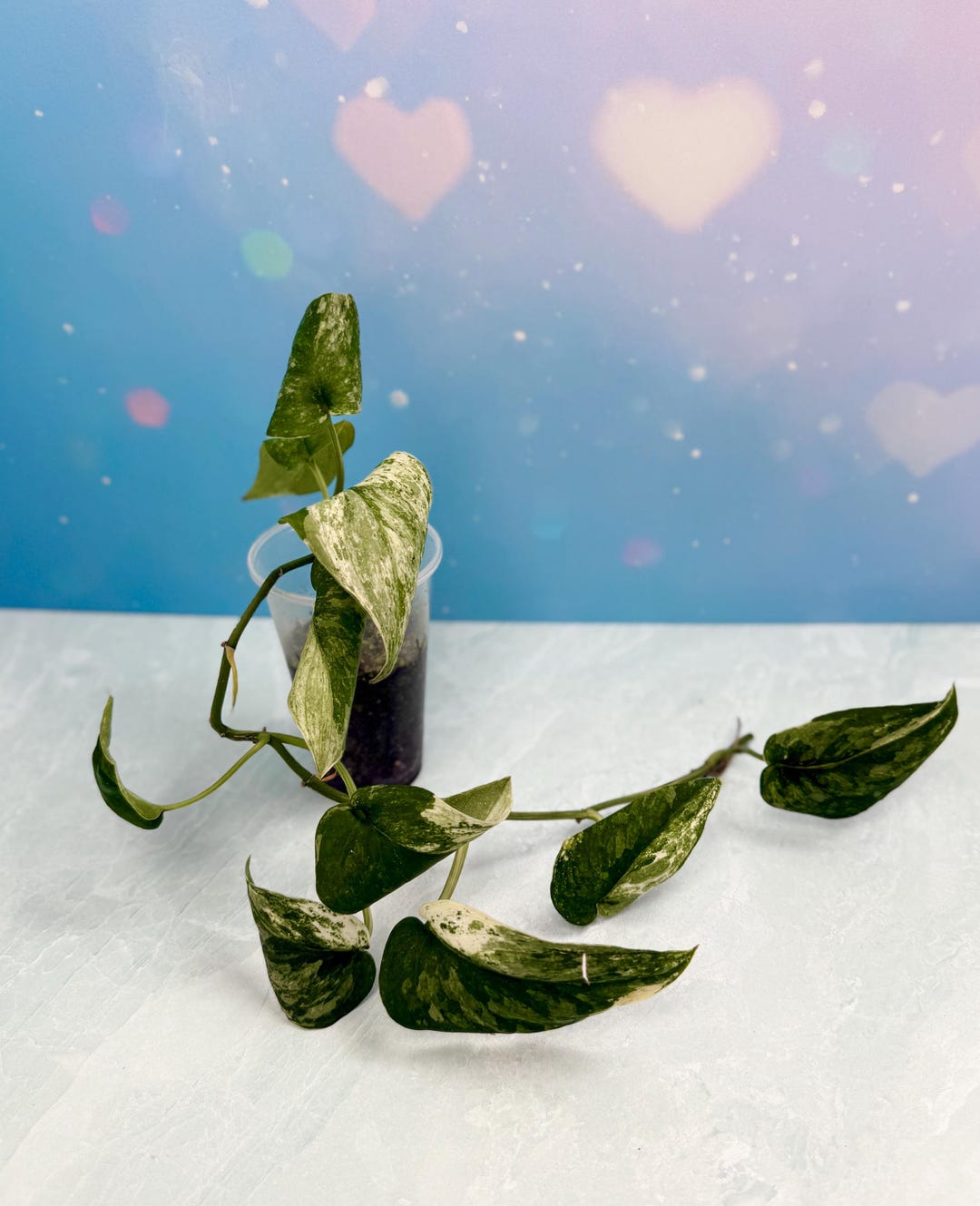 Scindapsus Halimoon Silver Splash Variegated | Rare Plant | Live Plant ...